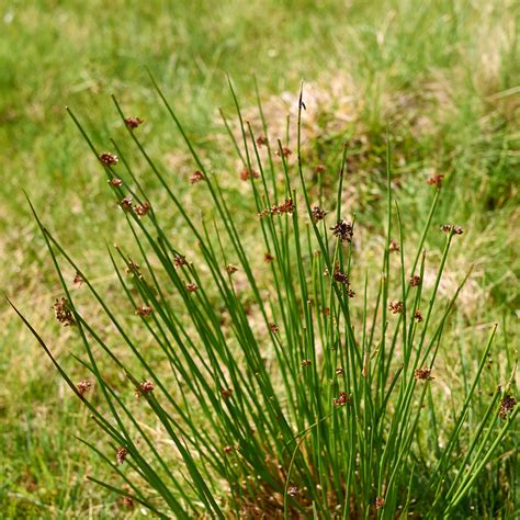 Juncus Matthews Landscape And Pest