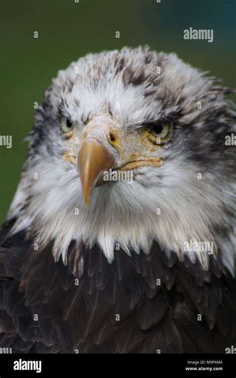 Eagle Feathers Hi Res Stock Photography And Images Alamy