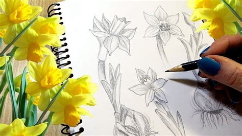 How To Draw A Daffodil Step By Step Heres A Quick Tutorial On How To