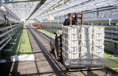 Совхоз комбинат Московский РИА Новости Медиабанк