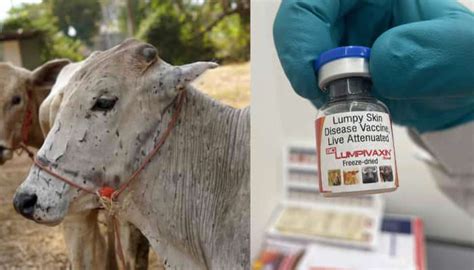Indias First Lumpy Skin Disease Lsd Vaccine For Dairy Cattle And