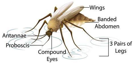 What Are Mosquitoes And What Do They Do Ecoguard