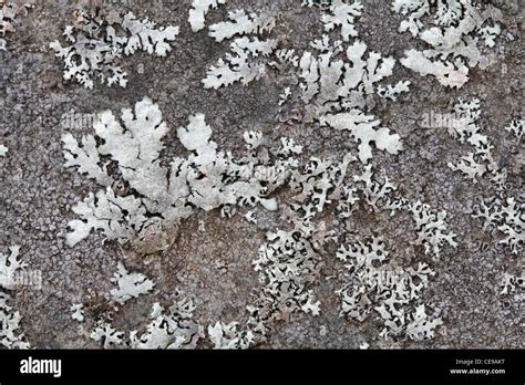 Foliose And Crustose Lichens Growing On A Flat Rock Surface Stock Photo Alamy