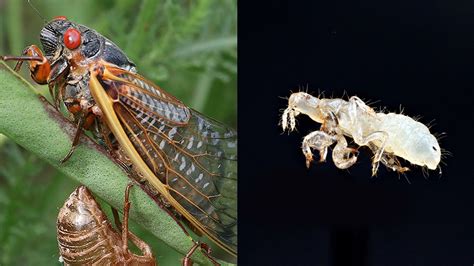 The Next Generation Of Periodical Cicadas Is Coming