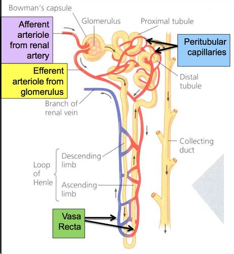 Clinical Physiology Ii Renal Physiology Flashcards Quizlet