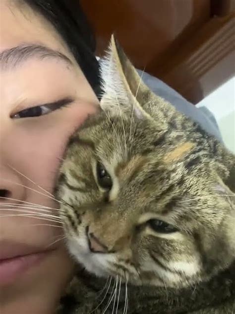 一只委屈猫猫 把妈妈的水弄撒了 被骂的委屈猫猫撸猫第一视角 这一小坨猫谁受得了 黏人的小猫咪 谁能拒绝怀里的小猫咪呢 它真的好像个小宝宝