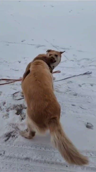 눈 밭에서 폴짝폴짝 강아지영상 Youtube