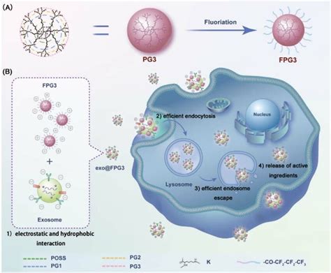 Scheme 1 Improved Intracellular Delivery And Effective Cytosolic Download Scientific Diagram
