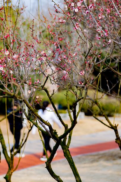 山东日照：梅花绽放春意闹 踏春赏花醉游人 新华网山东频道