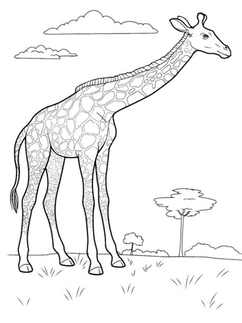 Африканские Животные Раскраски 70 фото