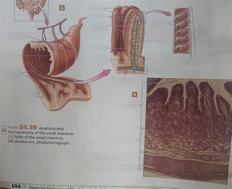 Figure 2419 Anatomy And Microanatomy Of The Small Intestine A Folds