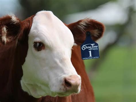 How To Choose The Right Personalized Cattle Tags For Your Ranch
