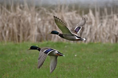 Duck Migration The Incredible Journeys Of Waterfowl
