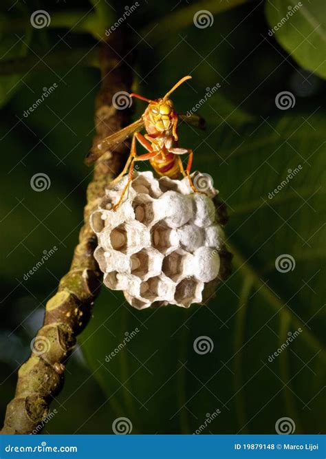 Wesp In Het Nest Stock Foto Image Of Voedsel Insecten 19879148