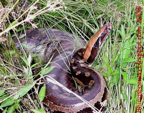 All Things Borneo The Borneo Python