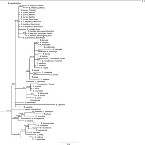 Majority Rule Consensus From Bayesian Inference Of The Its Dataset Of