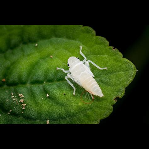 A Newly Emerged White Leafhopper Nymph Avons Perception
