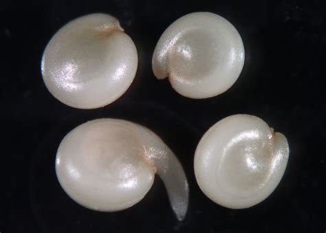 Amaranthus Cruentus Amaranthaceae