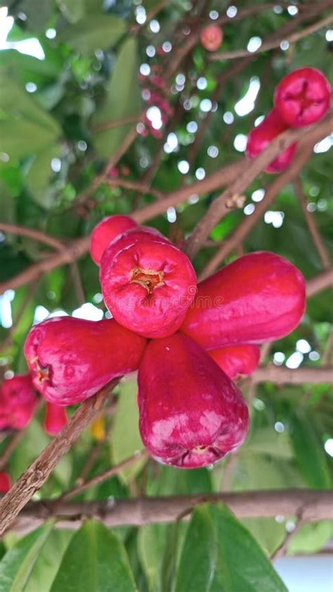 Fresh Ripe Red Rose Apples Also Known As Jambu Air Merah And X28