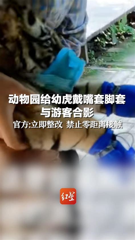 动物园给幼虎戴嘴套脚套与游客合影，官方：立即整改 禁止零距离接触凤凰网视频凤凰网