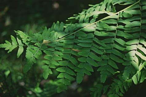 Royal Fern Plants – How to Grow Royal Ferns in The Garden