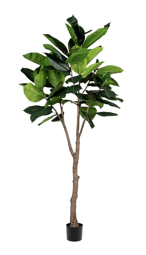8 Rubber Tree Uv Treated Fp1318 Replica Plants And Decor 8 Rubber Tree Uv Treated Fp1318 Replica Plants And Decor
