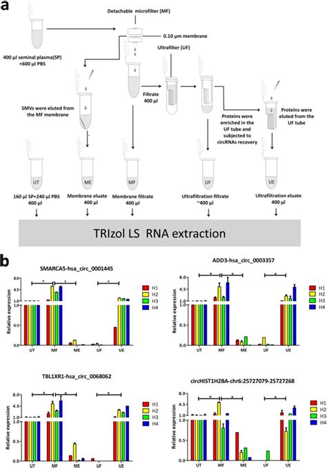 Identification And Characterization Of Human Testis Derived Circular