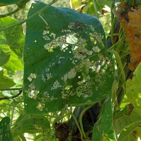 Лучени люспи срещу акари листни въшки и пожълтяване листата на