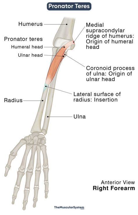 Pronator Teres Action Origin Insertion Innervation And Diagram