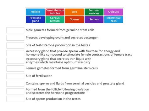 HHB 2 1 Reproductive System Structures And Functions Match Up