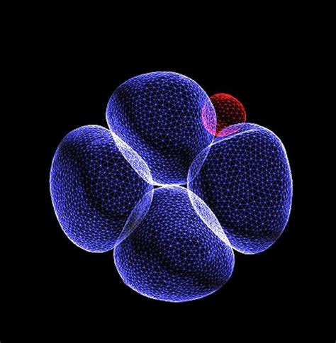 Embryo Development Some Cells Are More Equal Than Others Even At Four