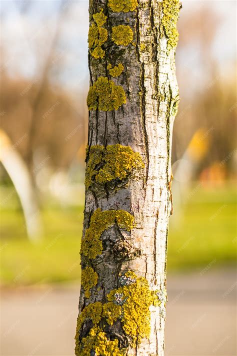 hd tree trunk