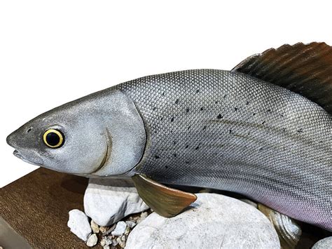 Grayling Crecy Models