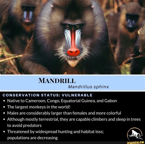 MANDRILL Mandrillus Sphinx CONSERVATION STATUS VULNERABLE Native To