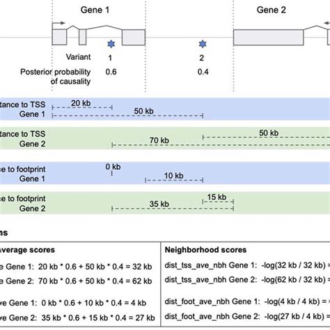 Schematic Showing How Variant To Gene Distance Features Are Download Scientific Diagram