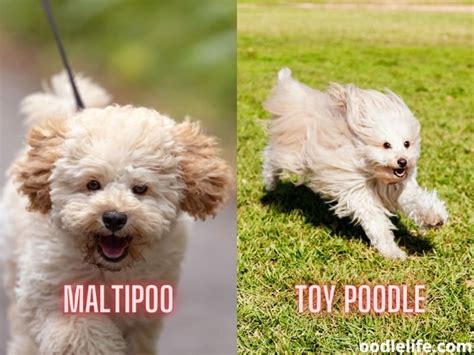 Maltipoo Vs Toy Poodle Comparison With Photos Oodle Life