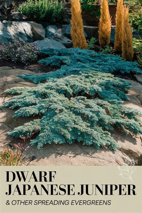 Juniper Shrubs Japanese Juniper Juniper Bushes Dwarf Evergreen Shrubs