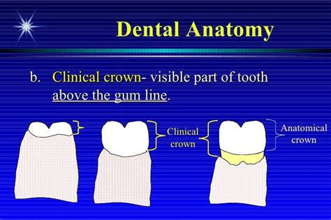Anatomy Of Teeth 2 1 Anatomy Of A Tooth A Anatomical Crown