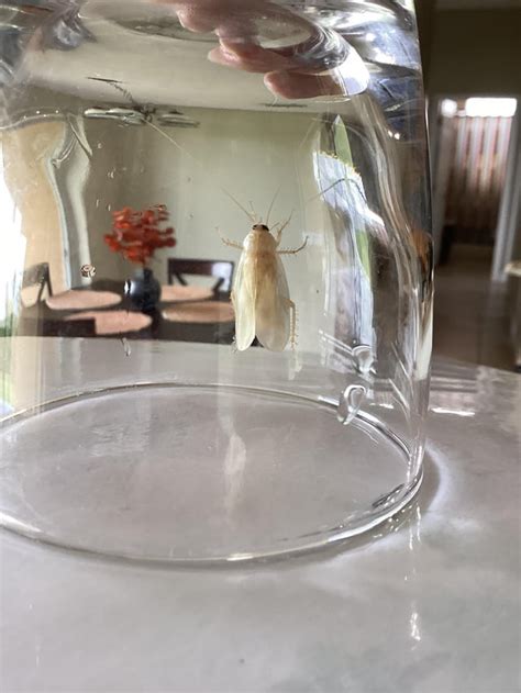 My Mom Found A Moltingwhite Cockroach Rinteresting