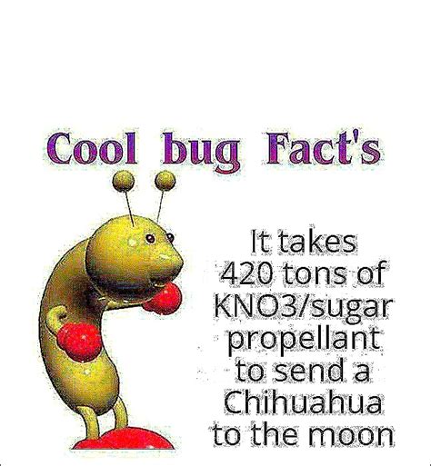 Cool Bug Facts Rcommentawardsforum