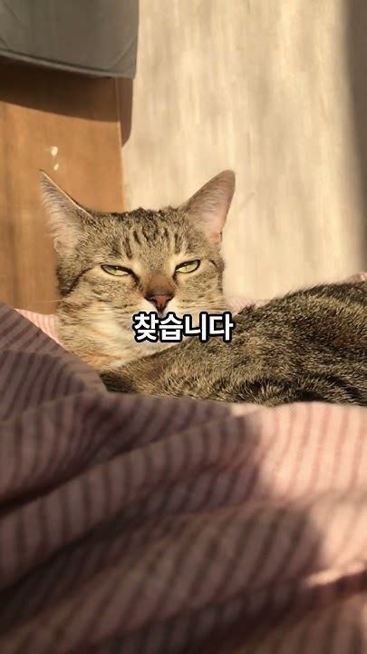 고양이는 왜 구멍에 집착할까shorts 고양이 Cat Youtube