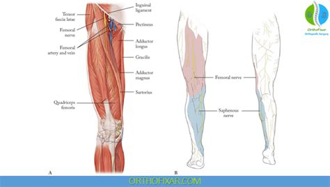 Femoral Nerve Anatomy