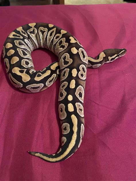 Ball Python Care Guide Bewild Rescue Morphmarket Reptile Community