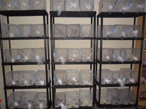 Profesor Sith Itb Kembangkan Varietas Cabai Bernama Itb 1 Institut