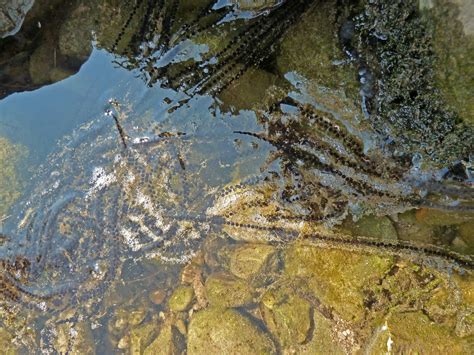 Orchids Nature And My Outdoor Life Toad Spawn In The River