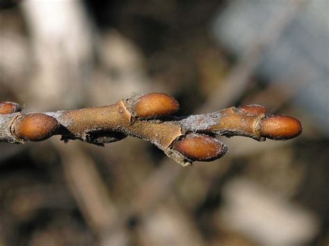 Salix Candida Sage Willow Go Botany