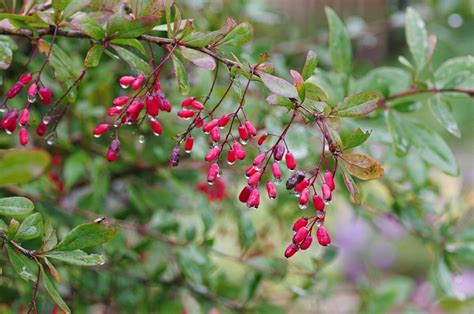 Frumuseți De Toamnă în Grădina Dracila Casa Gradina Ro