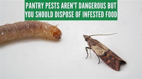 Bugs In Sugar What Types Of Bugs Are They And How To Get Rid Of Them