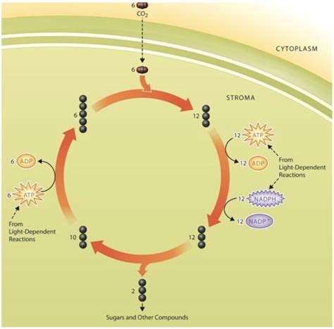 Science Light Independent Reactions Diagram Quizlet