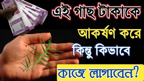 এই গাছ টাকাকে আকর্ষণ করে কিন্তু কিভাবে কাজে লাগাবেন Youtube